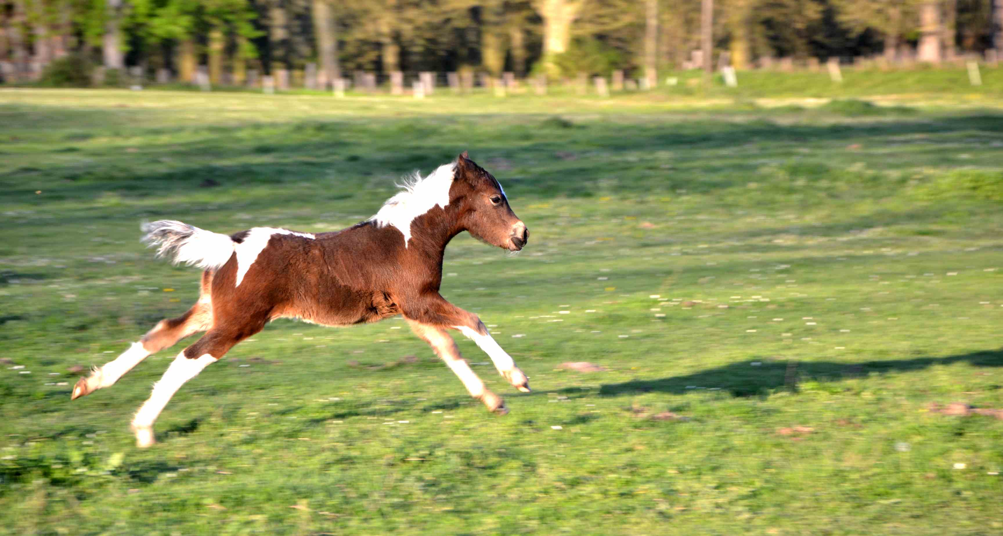 Elevage de Pottok d'Unhaia - Accueil