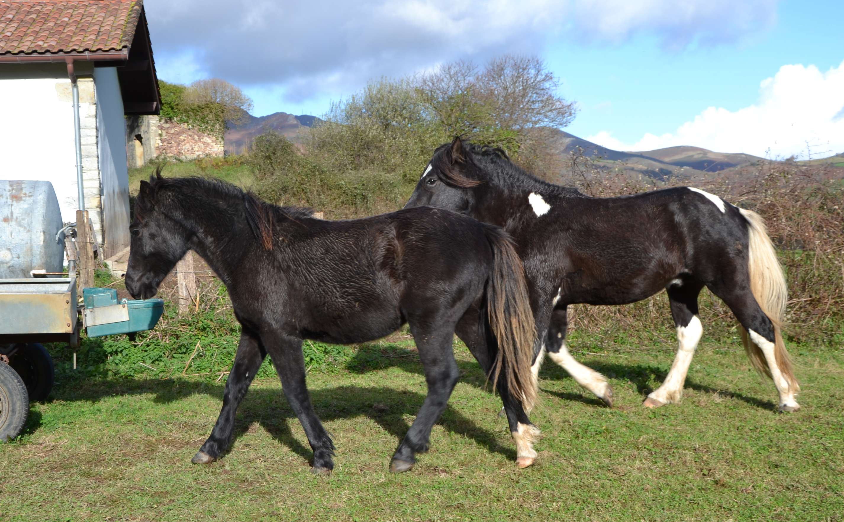 Elevage de Pottok d'Unhaia - Accueil